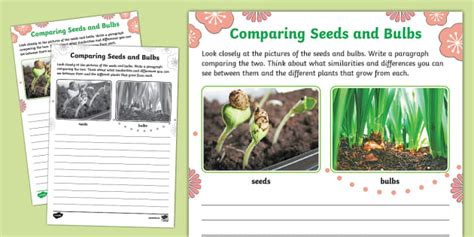 New Comparing Seeds And Bulbs Worksheet Teacher Made