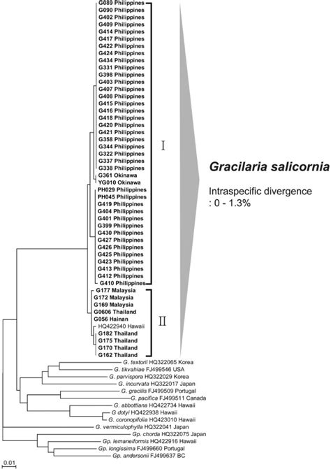 Unrooted Phylogram Generated Using Neighbor Joining Analysis For Coi Download Scientific