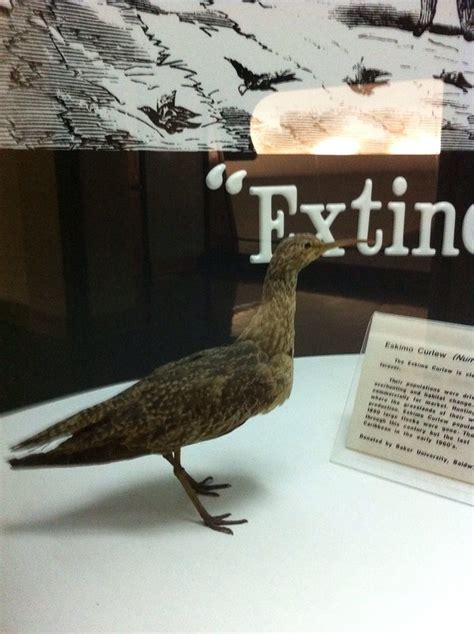 Eskimo Curlew Sandpiper Species Of Alaska Alaska Handbook