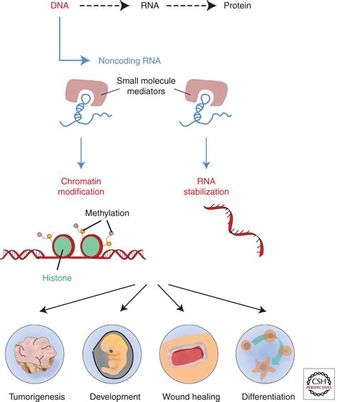 Long Noncoding RNA Significance And Potential In Skin Biology