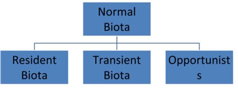 Microbio Flashcards Quizlet