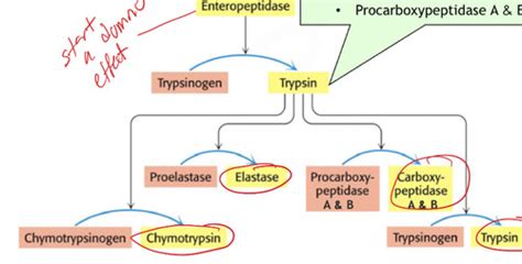 Biochemistry Lecture 36 Flashcards Quizlet