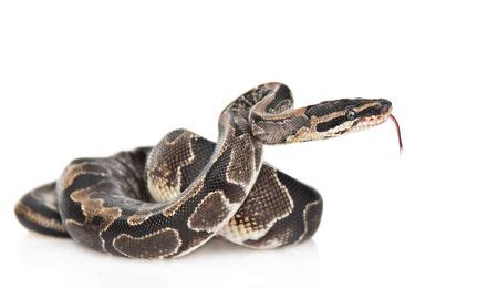 Photo Of Royal Python Or Ball Python ID 130152872 Royalty Free Image Stocklib