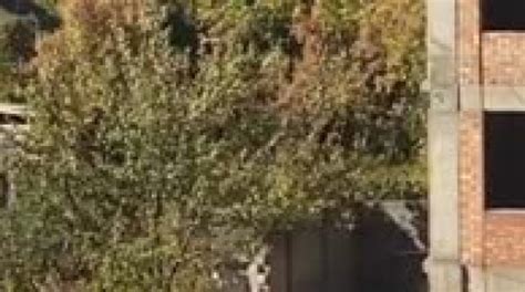 ძაღლი მშენებარე კორპუსის მაღალი სართულიდან გადმოხტა