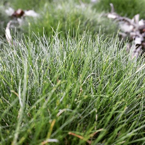 What Grass Does Grow In Clumps How To Get Rid Of This What Grass Does Grow In Clumps How To Get Rid Of This