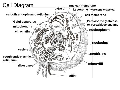 Leaf Anatomy Coloring Key Coloring Pages