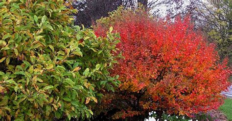 Garden Sense Fall Color Shrubs