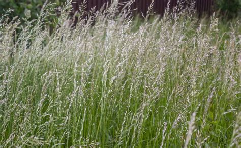 16 Tough Grass Types That Handle Summer Heat Without Complaining