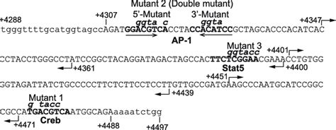 The Enhancer 2 Core Sequence Enhancer Activity Of The 210 Bp Sequence