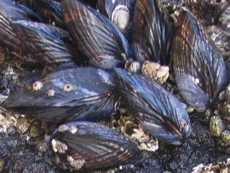 Fish Report Cdph Issues Advisory For Sport Harvested Bivalve