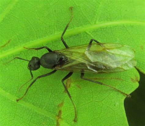 Ant Camponotus Bugguide Net