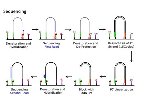 PPT Revolutionizing DNA Sequencing Methods And Innovations PowerPoint Presentation ID