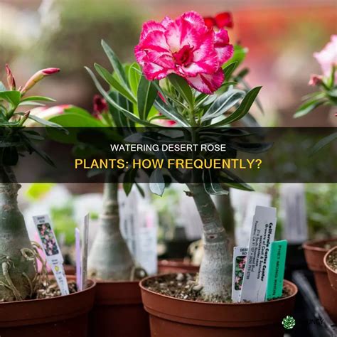 Watering Desert Rose Plants How Frequently Shuncy