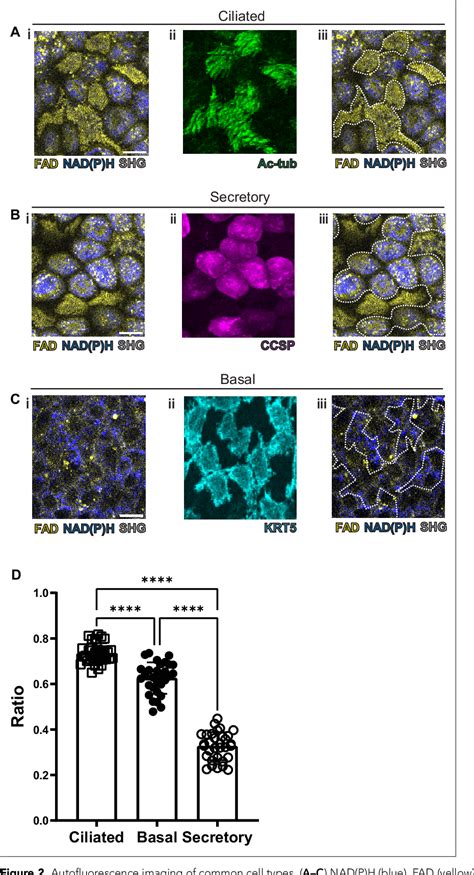 Figure 2 From Autofluorescence Imaging Permits Label Free Cell Type Assignment And Reveals The