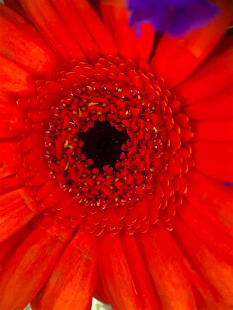 Flowers Instagram Instagram Profile Flowers