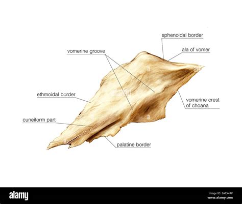 Vomer Bone Labeled