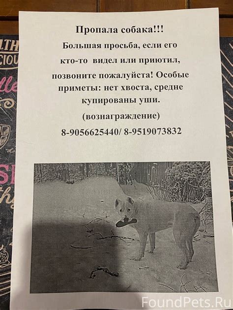 Объявление Пропала собака в 2 00 29