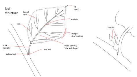 How To Draw Any Flower By Reconzar Make Better Art CLIP STUDIO TIPS