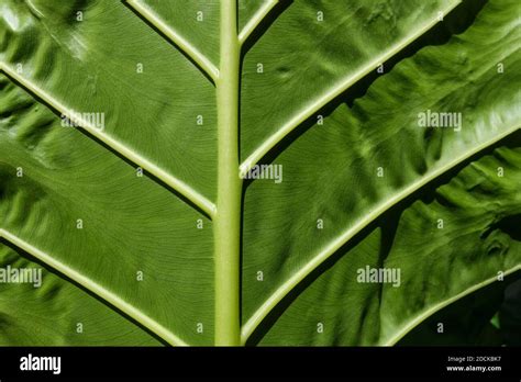 Underside And Veins Of The Leaf Of An Alocasia Also Known As Elephant