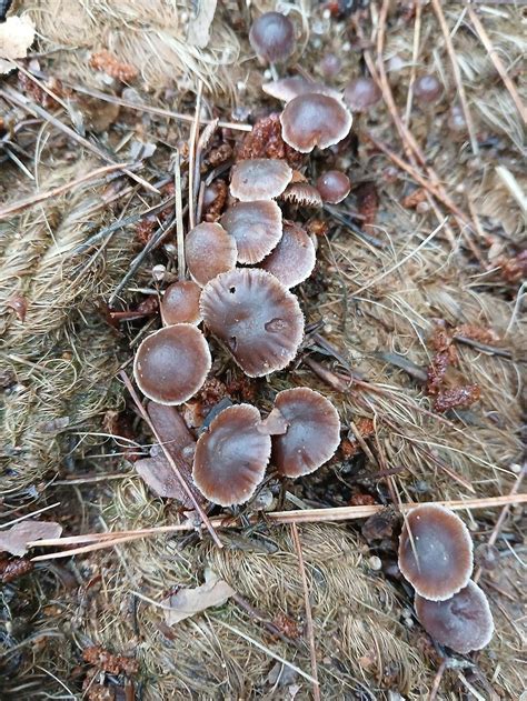 환각버섯속미동정