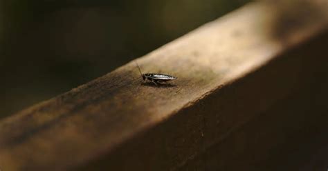 Man Tries To Kill Cockroach With Insecticide Ends Up Causing Explosion