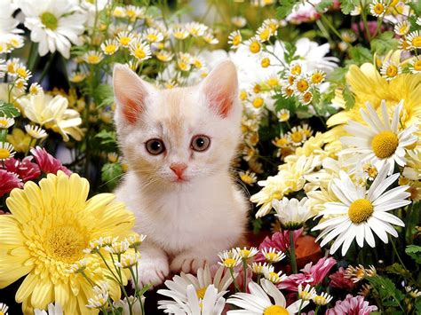 Cute White Cat Wallpapers For Desktop Wallpaper Cave
