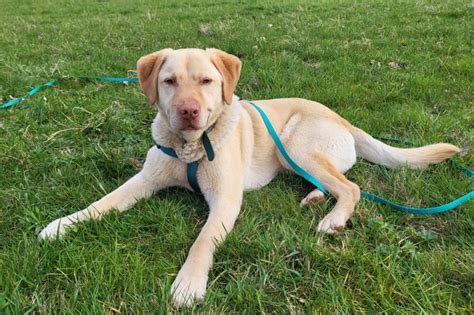 Leonell Mit Videos Tierhilfe Franken Ev