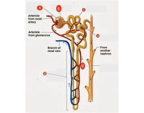 Label The Parts Of The Nephron Quiz
