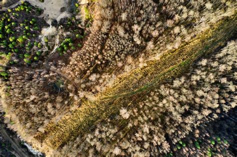 Top View Of Forest Road Arial Drone Shot Of Forest Trees Stock Image