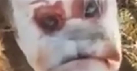 Mutant Calf With Human Face Stuns Farmers After It Is Born In