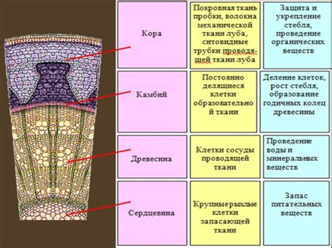 Описание строения коры дерева - фото