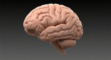Human Brain 3d Render Of Neurological Anatomy Stock Illustration Illustration Of Medical