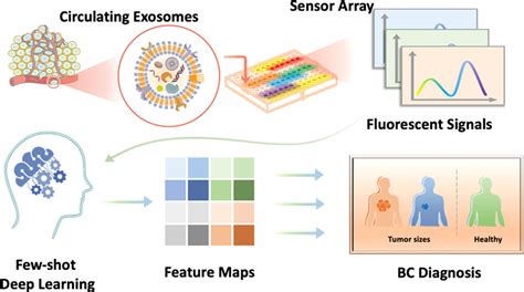 Fluorescence Analysis Of Circulating Exosomes For Breast Cancer