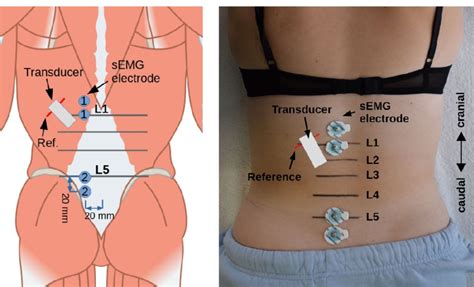 Measurement Setup Transducer US Transducer Ref Artificial Reference Download Scientific