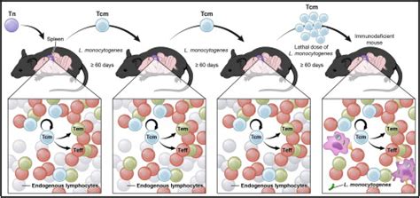 Memory T Cells Officially Join The Stem Cell Club Immunity