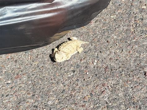 Heres Another Mini Dude R Tucson