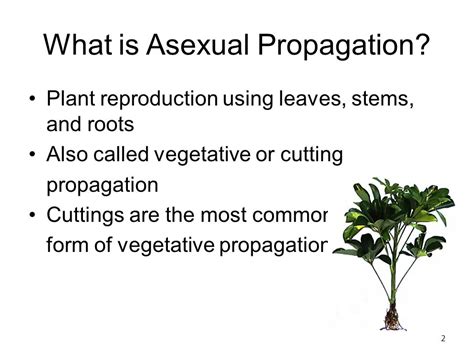 Asexual Plant Propagation