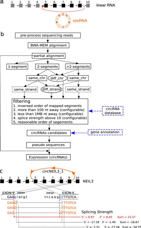 Acfs Circrna Identification And Quantification From Rna Seq Data Rna Seq Blog