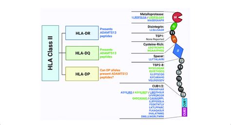 The Adamts13 Peptidome Presented By Hla Class Ii Molecules Previous Download Scientific