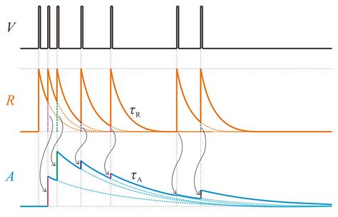 Electronics Free Full Text Activeness A Novel Neural Coding Scheme