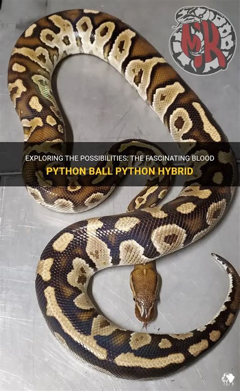 Exploring The Possibilities The Fascinating Blood Python Ball Python Hybrid Petshun