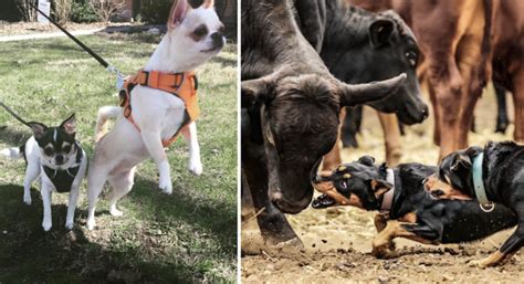 4 Ways To Identify High Prey Drive in Dogs & How To Manage It - Rocky Kanaka
