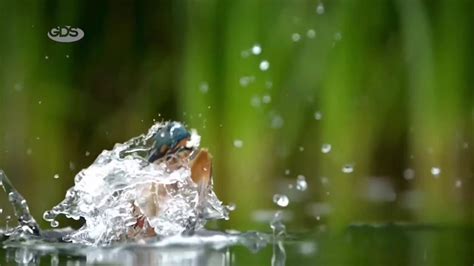 ბიონიკა მეცნიერება რომელიც სწავლობს ცოცხალი ორგანიზმების