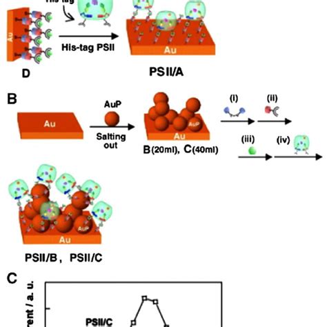 A Synthesis Of The His Tagpsii Photoactive Assembly On A Planar Au
