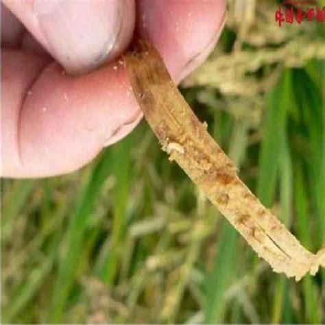 Rice Pests Object Detection Model V1 2023 06 19 9 34pm By Laktharu