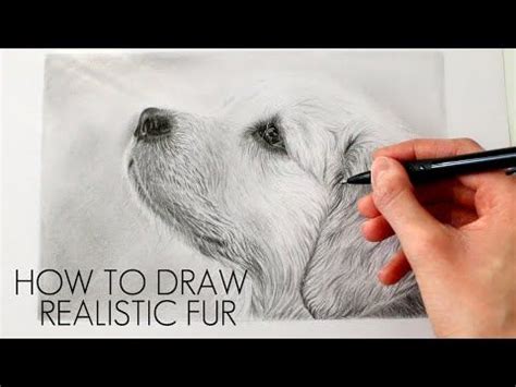 Tutorial How To Draw Realistic Fur Step By Step For Beginners YouTube In Realistic