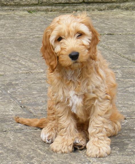 Meet The Adorable Cockapoo