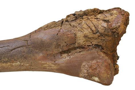 353 Fossil Hadrosaur Edmontosaurus Tibia Bone Wyoming 304608 For Sale