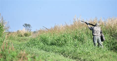 Córdoba Vs Other Dove Hunting Destinations Which Is Better