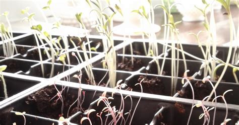 Amaranthus Seedlings One Week In